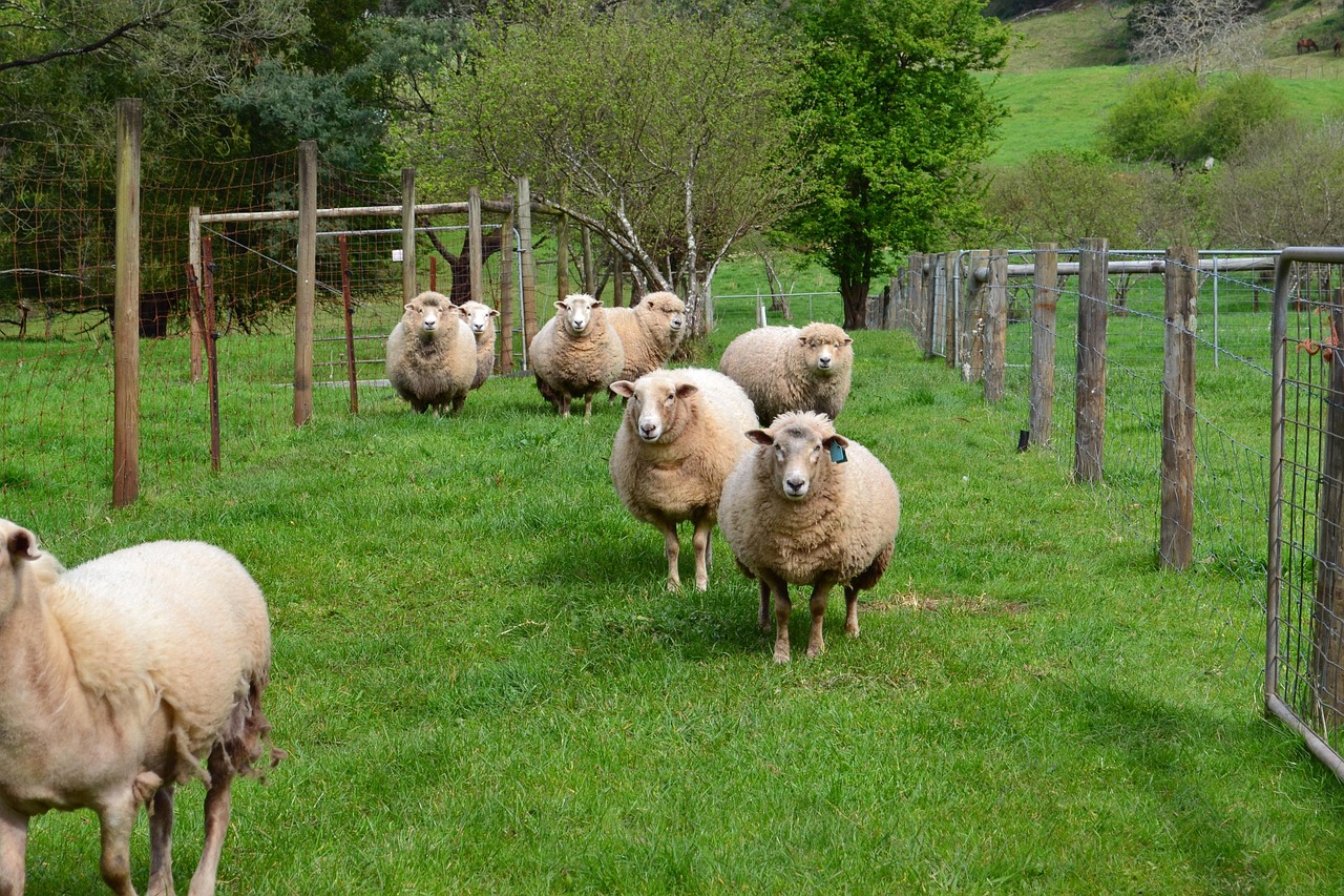 Sheep Gippsland Victoria - Free photo on Pixabay - Pixabay