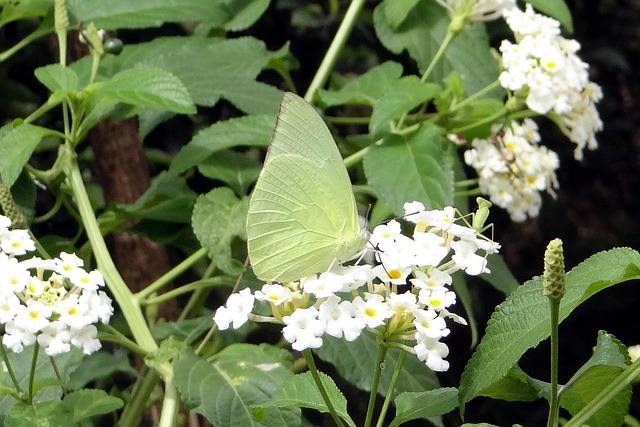 Butterfly Common Emigrant - Free photo on Pixabay