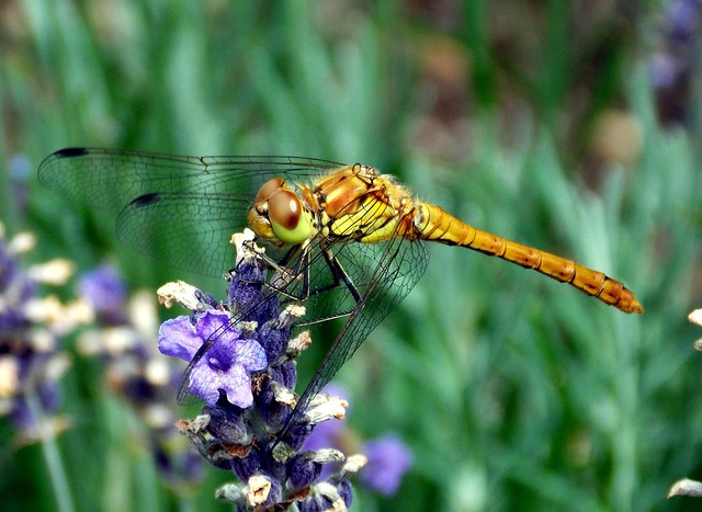 Heidelibelle Dragon-Fly - Free photo on Pixabay - Pixabay