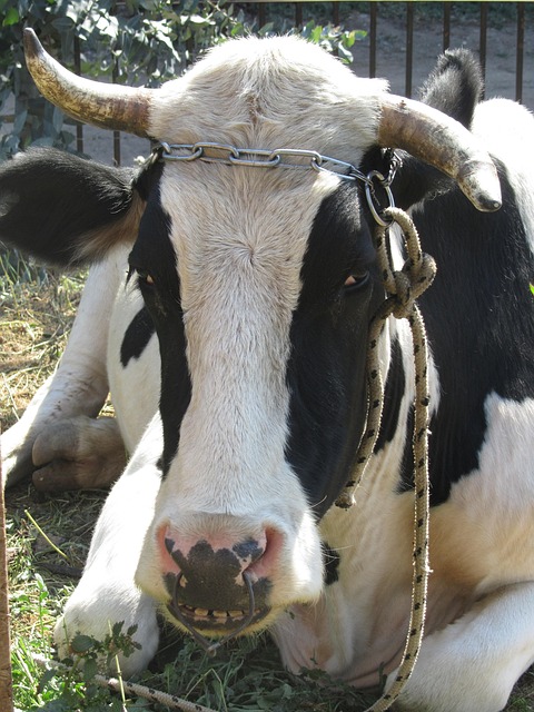 Taureau Cornes Bétail Domestique - Photo gratuite sur Pixabay - Pixabay
