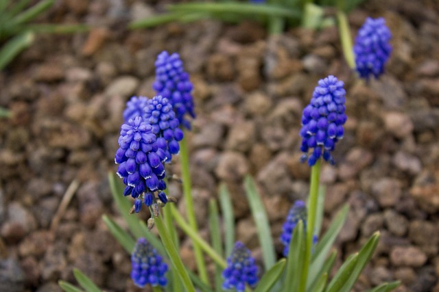 Jacinthes Fleurs Fleur Le - Photo gratuite sur Pixabay