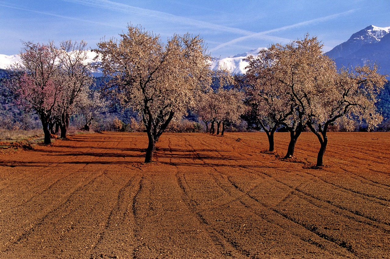 Almond Trees Aragon - Free photo on Pixabay
