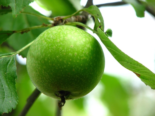 Apple Immature Green - Free photo on Pixabay - Pixabay
