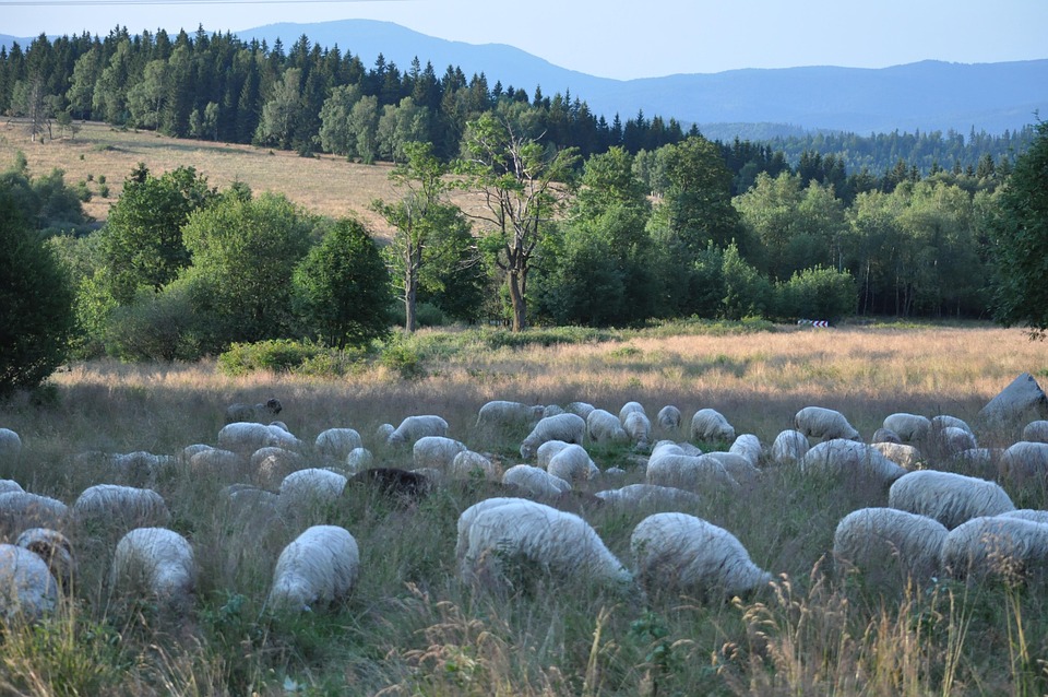 Rams Pecora Animali - Foto gratis su Pixabay - Pixabay