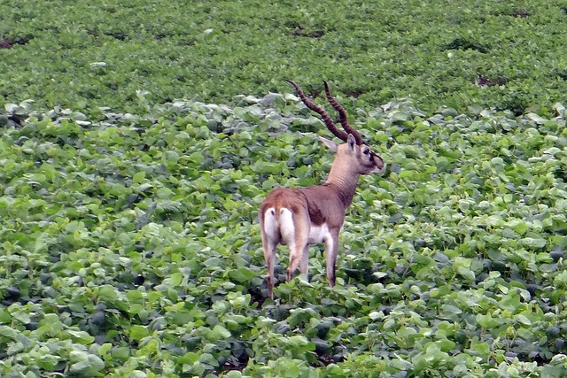 Blackbuck Antilope Cervicapra - Free photo on Pixabay - Pixabay