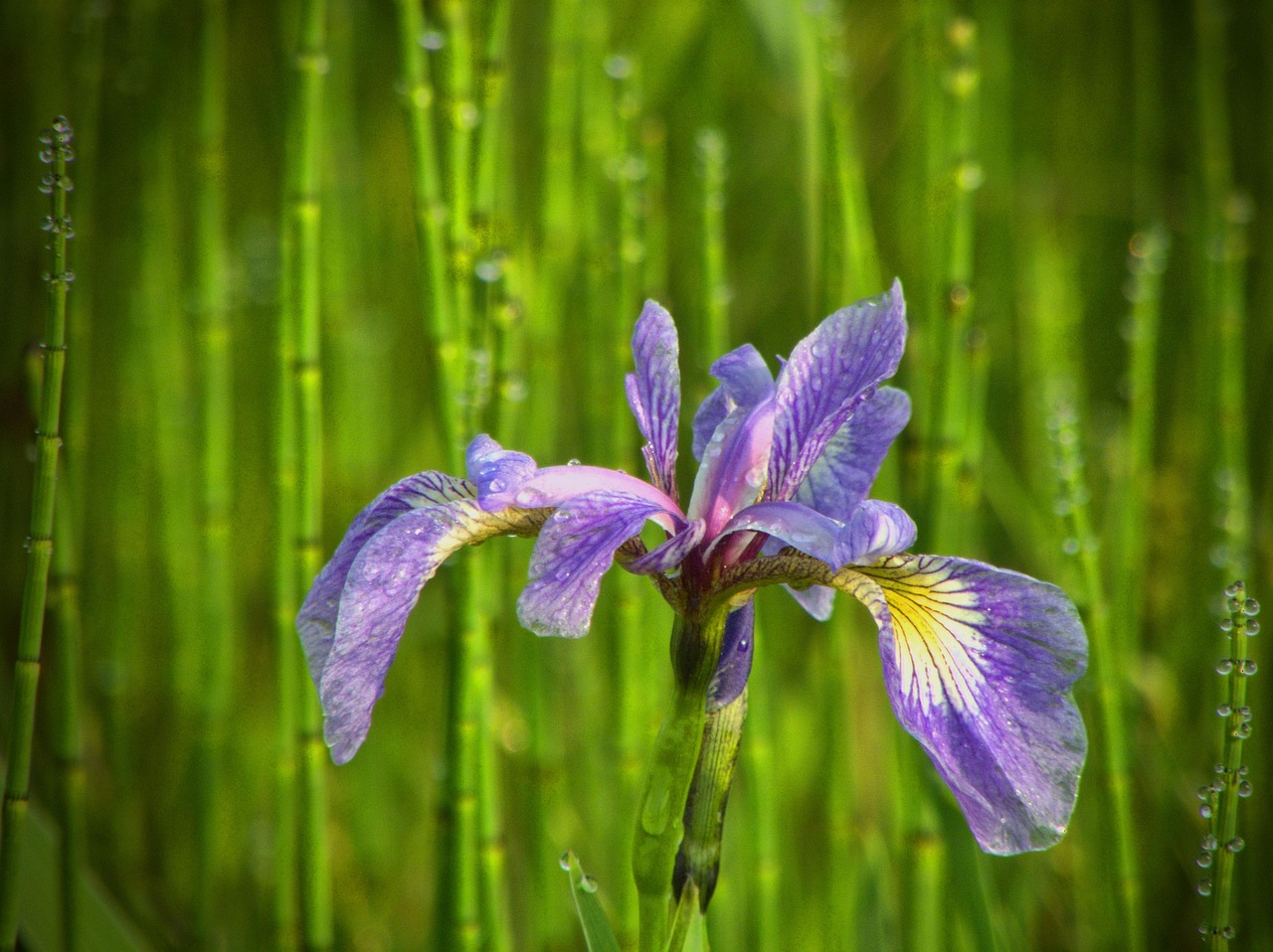 Fleur Sauvage Iris Nature Le - Photo gratuite sur Pixabay - Pixabay