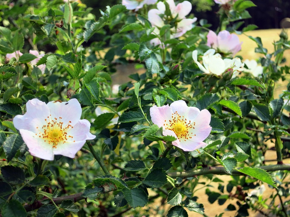 Heckenrose Hundsrose Hagebutte - Kostenloses Foto auf Pixabay