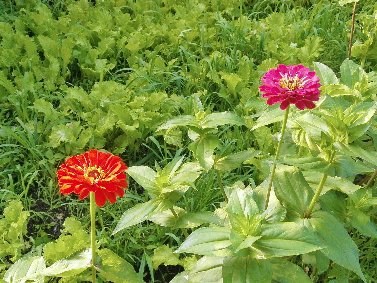 Zinnia Elegans Fleurs - Photo gratuite sur Pixabay - Pixabay