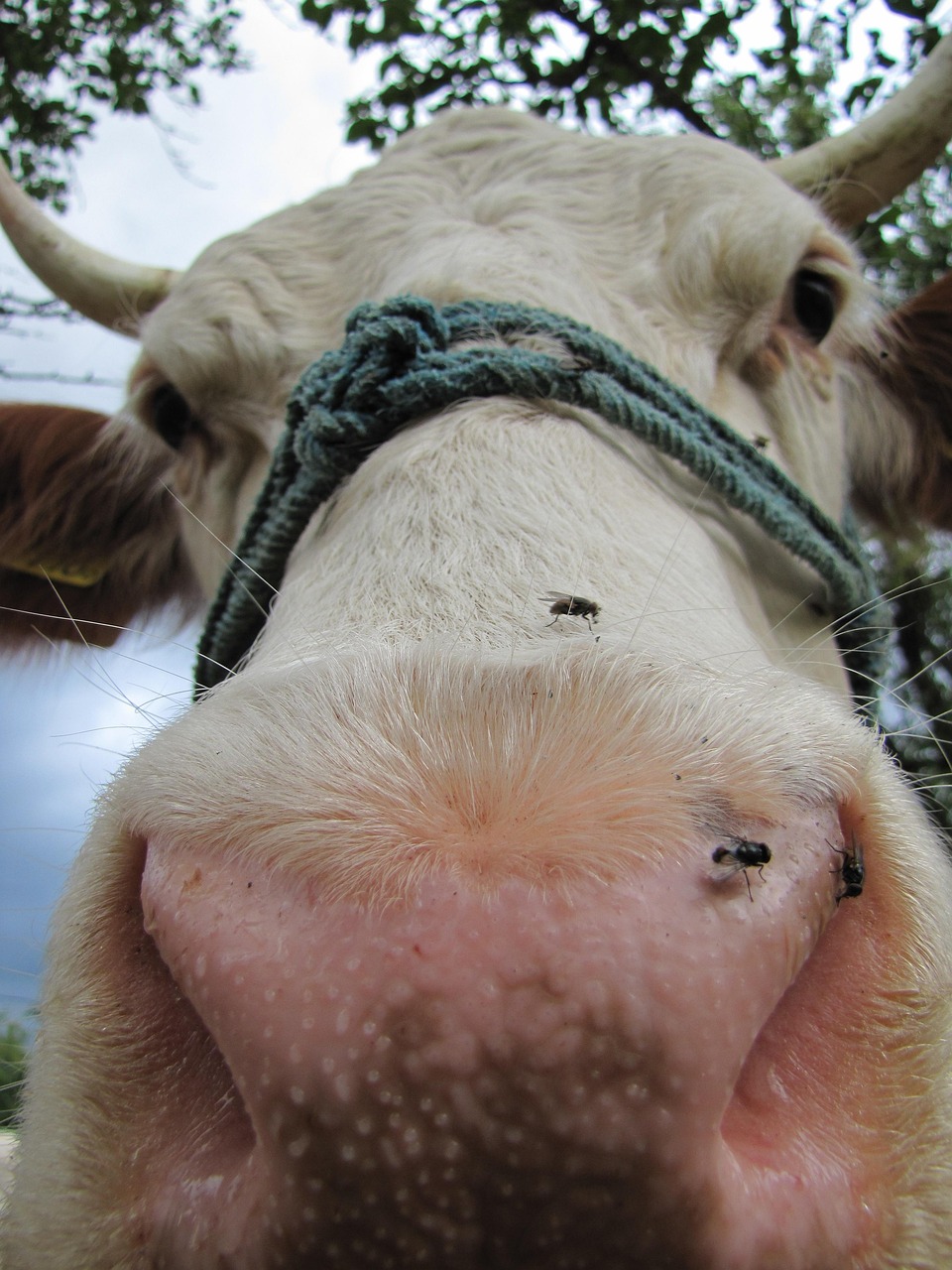 Vaca De Cuatro Patas Animal - Foto gratis en Pixabay - Pixabay