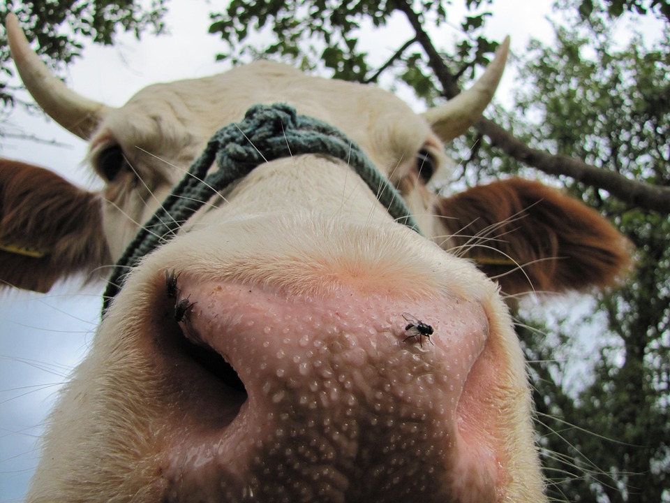 Vaca Cuatro Patas Animal Animales · Foto gratis en Pixabay