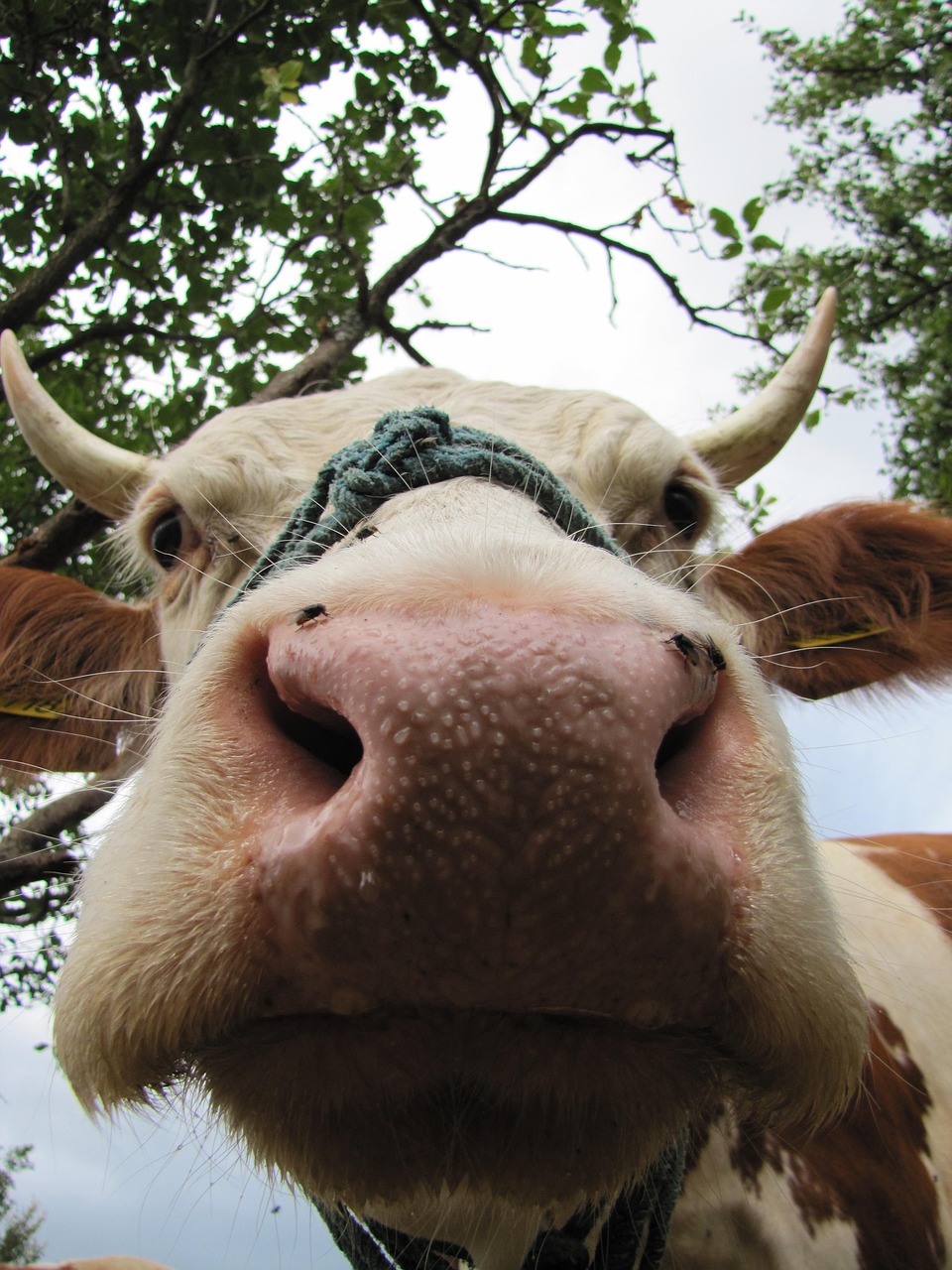 Vaca De Cuatro Patas Animal - Foto gratis en Pixabay - Pixabay