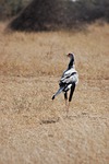 4 Secretary bird Synonyms. Similar words for Secretary bird.