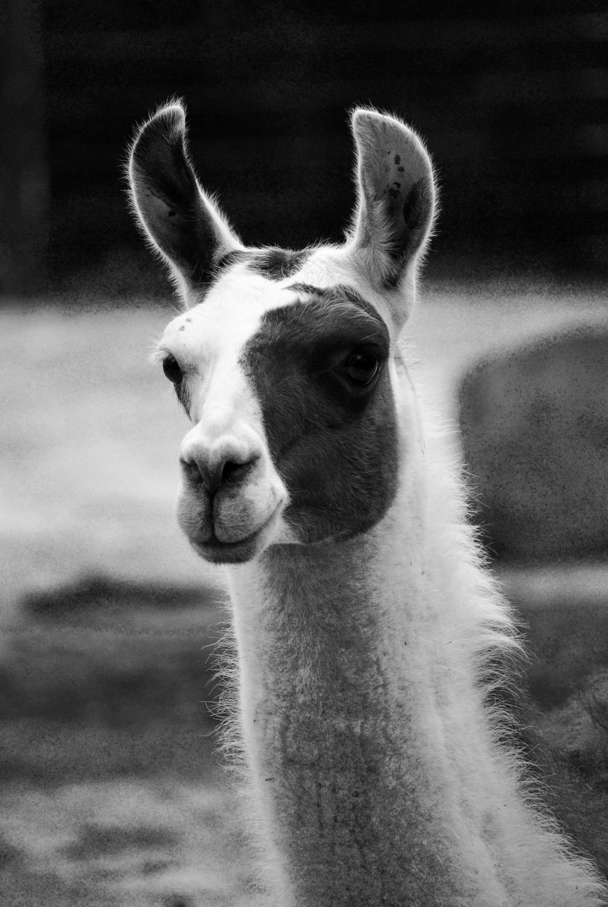 Lama Naturaleza Animal Retrato - Foto gratis en Pixabay