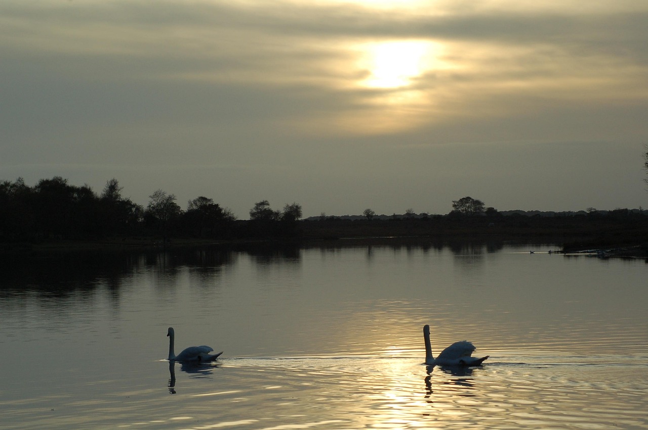 Swan Lake Sunset - Free photo on Pixabay
