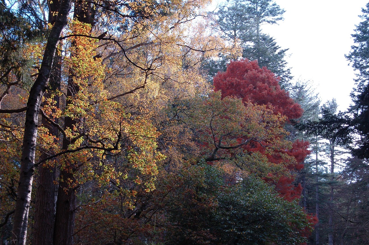 Automne Arbre Forêt - Photo gratuite sur Pixabay - Pixabay