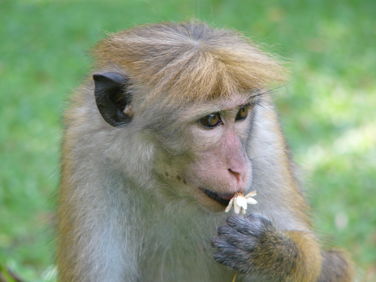 80+ Free Monkey Wallpaper & Monkey Images - Pixabay