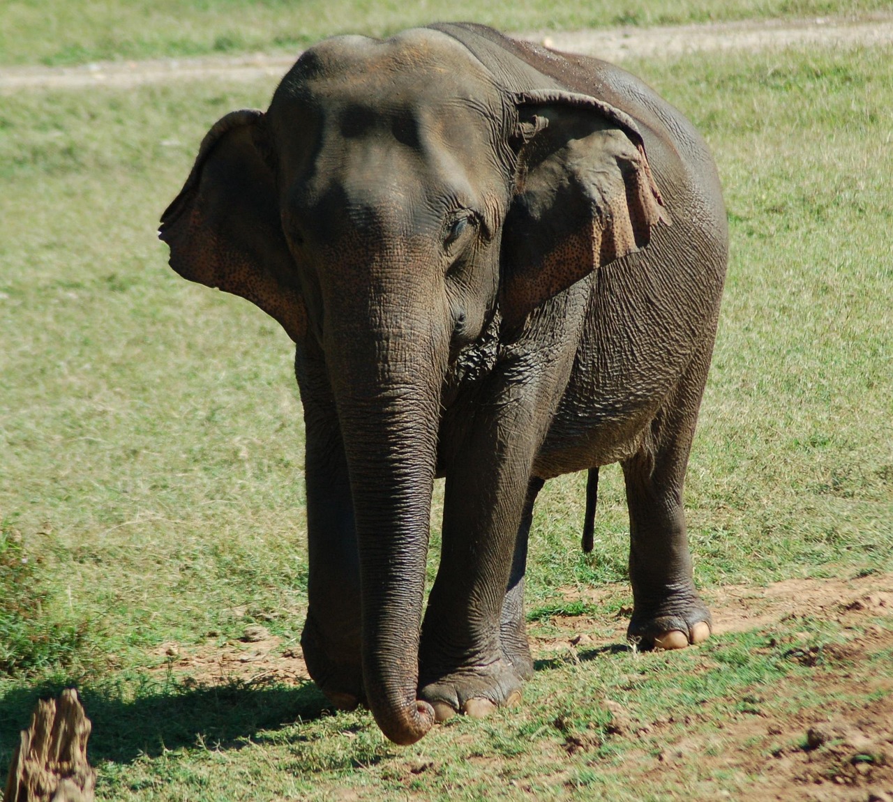 L'Éléphant Nature Faune - Photo gratuite sur Pixabay - Pixabay