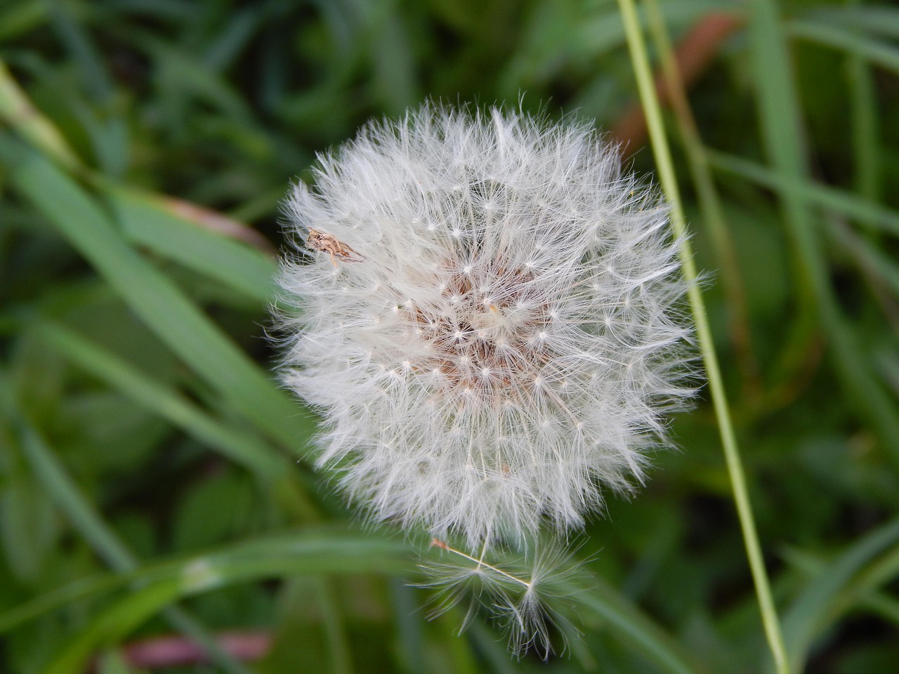 Dandelion Bunga - Foto gratis di Pixabay - Pixabay