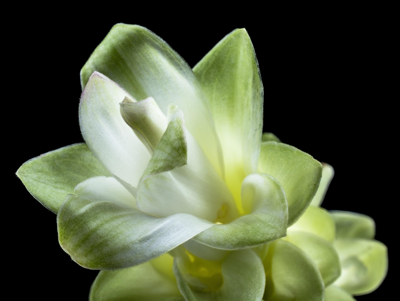 Flor Branco Verde - Foto gratuita no Pixabay - Pixabay