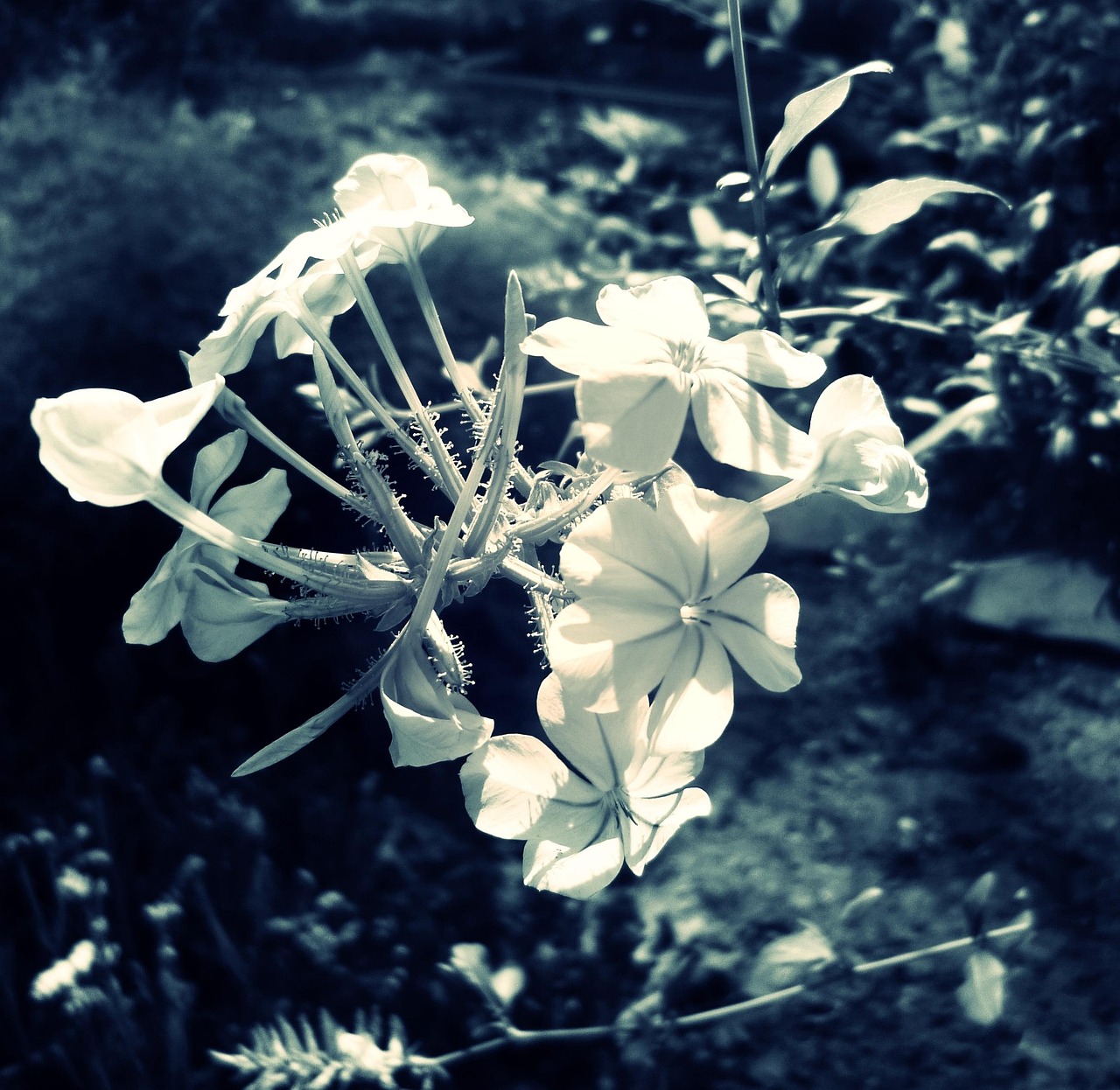 Cape Europaea Shrub Summer - Free photo on Pixabay - Pixabay