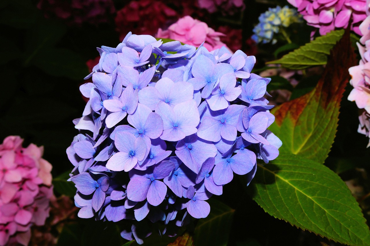 Hortensia Flor Azul - Foto gratis en Pixabay - Pixabay
