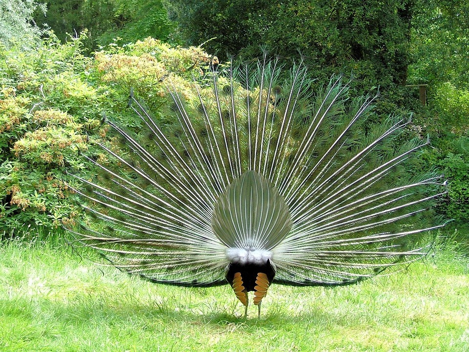 Paon Queue Plumes - Photo gratuite sur Pixabay - Pixabay