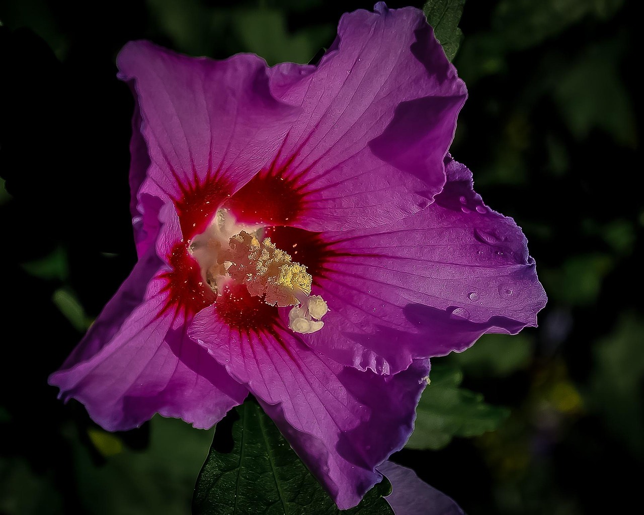 Althea Flower Rose Of Sharon Free Photo On Pixabay Althea Flower Rose Of Sharon Free Photo On Pixabay