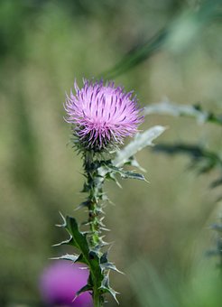 10+ Free Thistle Acanthoid & Carduus Acanthoides Images - Pixabay