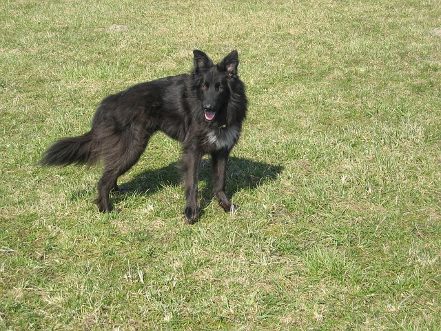 Perro Negro Animal Domestico - Foto gratis en Pixabay - Pixabay