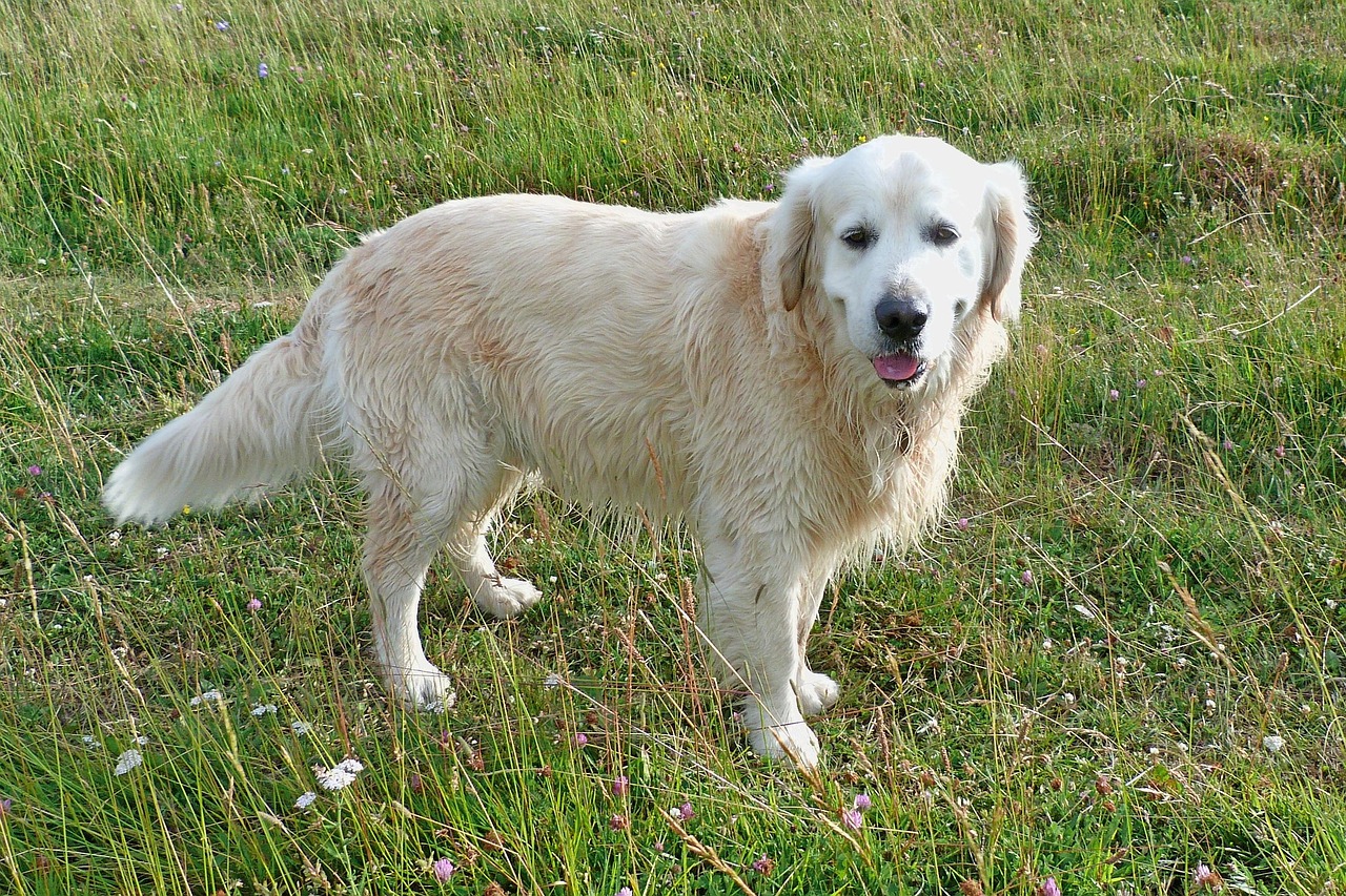 Dog Golden Retriwer Annimal Calmed - Free photo on Pixabay