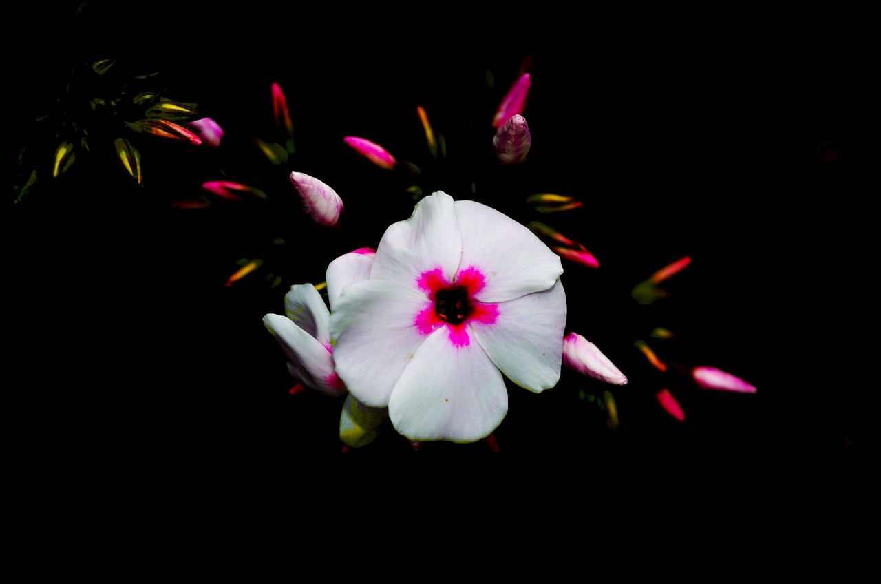 Blossom Bloom Close Up - Free photo on Pixabay - Pixabay