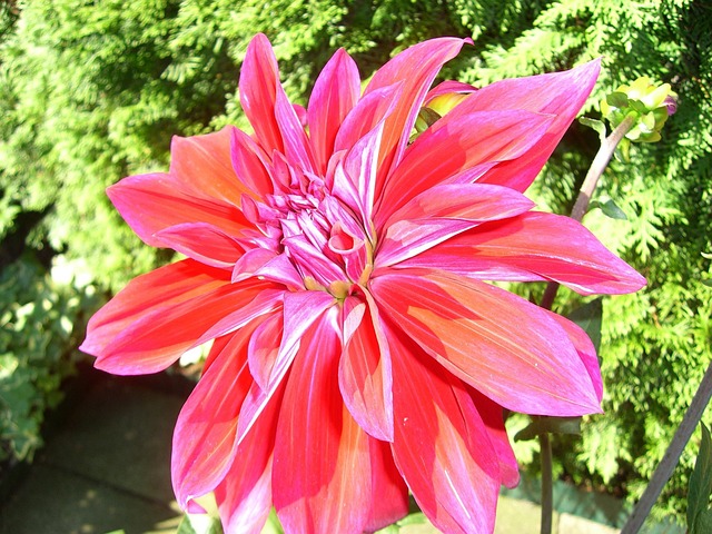 Dahlia Tanaman Bunga - Foto gratis di Pixabay - Pixabay