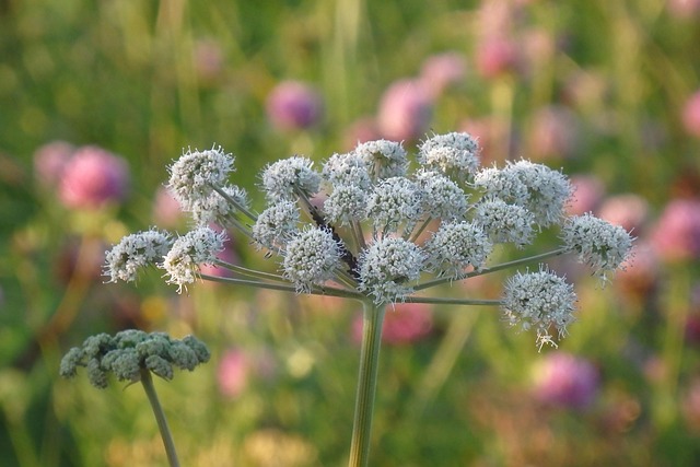 Angelica Weed Meadow - Free photo on Pixabay