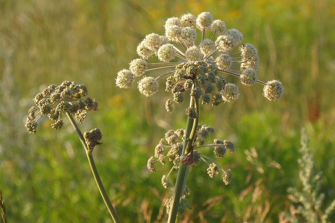 Angelica Weed Meadow - Free photo on Pixabay