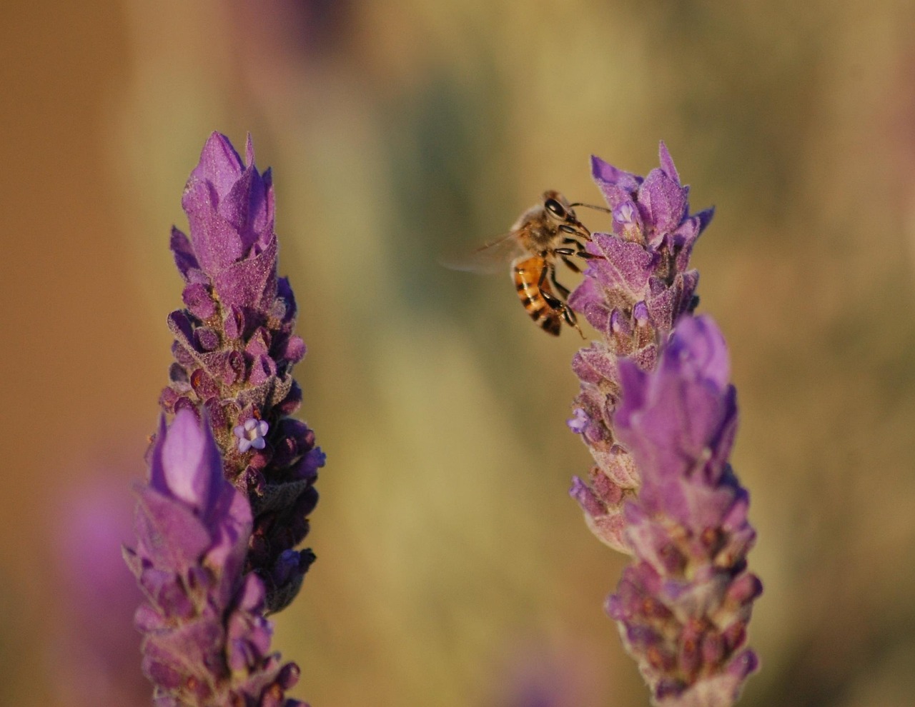 Lavendel Bloemen Bijen - Gratis foto op Pixabay - Pixabay