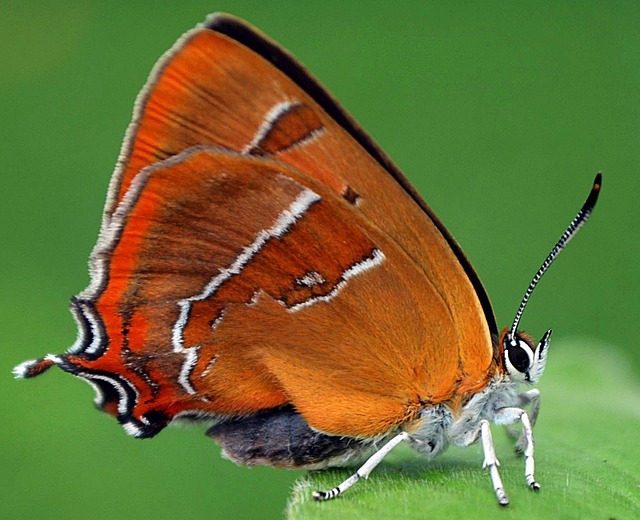 Butterfly Insect Close Up - Free photo on Pixabay - Pixabay