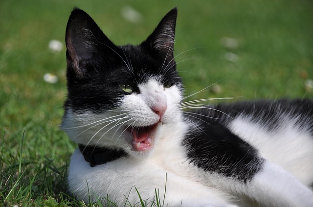 Gato Domestico Animal Retrato - Foto gratis en Pixabay - Pixabay