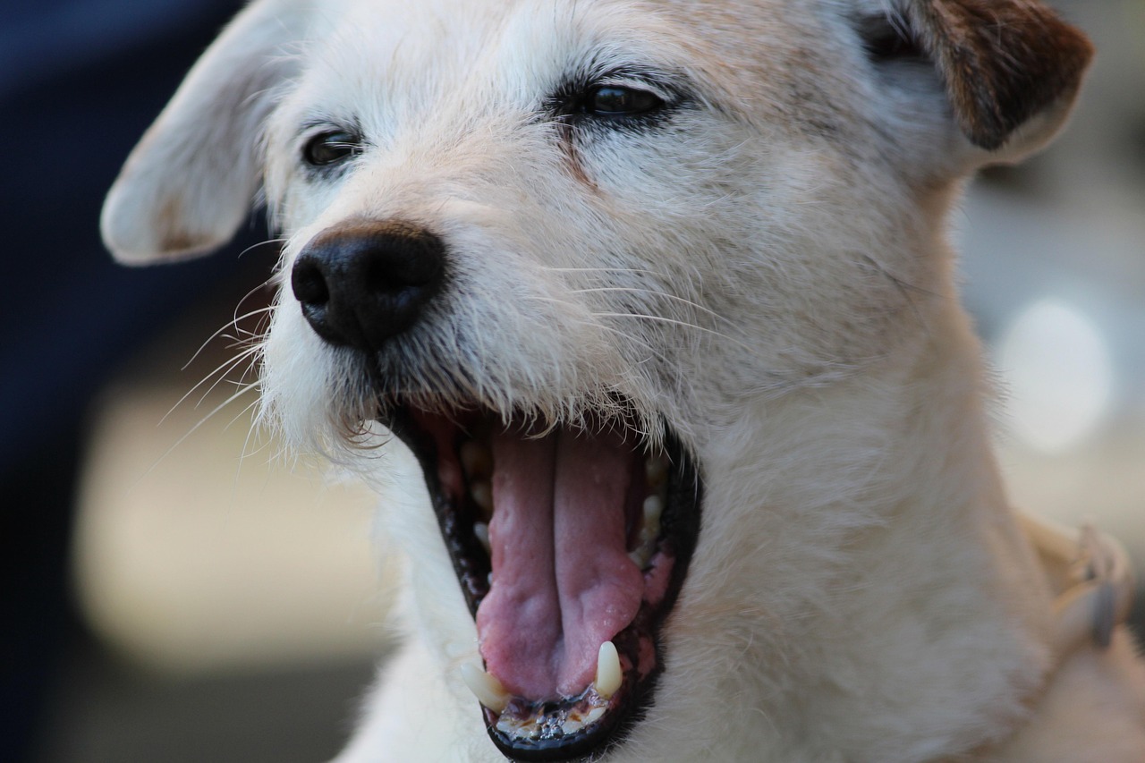 Hund Weiss Jack Russel - Kostenloses Foto auf Pixabay