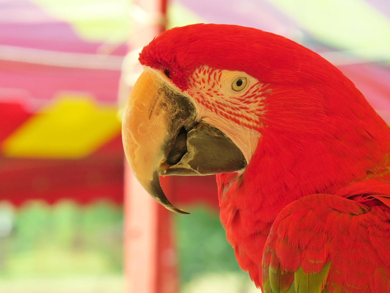 Photo gratuite: Perroquet, Red, Coloré, Bec - Image gratuite sur ...