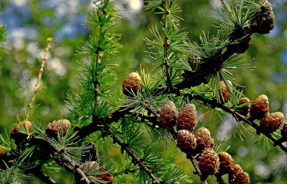 Nature Tree Larch Name - Free photo on Pixabay - Pixabay