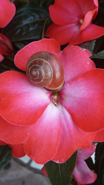 Flower Snail - Free photo on Pixabay - Pixabay
