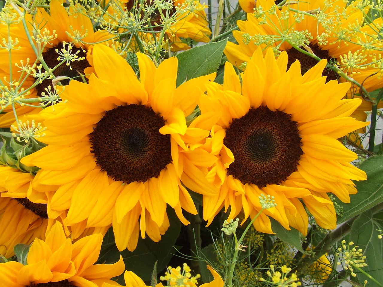 4 000 Kostenlose Sommerblumen Und Natur Bilder Pixabay 4 000 Kostenlose Sommerblumen Und Natur Bilder Pixabay