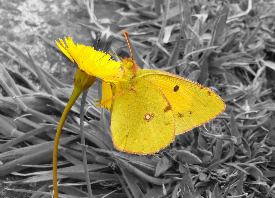 Mariposa Amarillo Insecto - Foto gratis en Pixabay - Pixabay