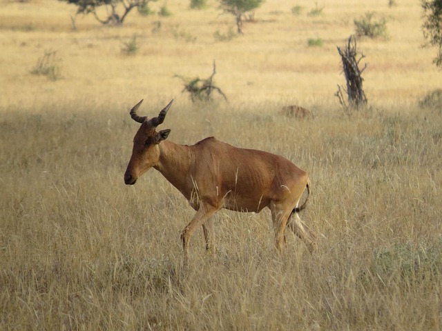 Bubale Afrique Mammifère - Photo gratuite sur Pixabay - Pixabay