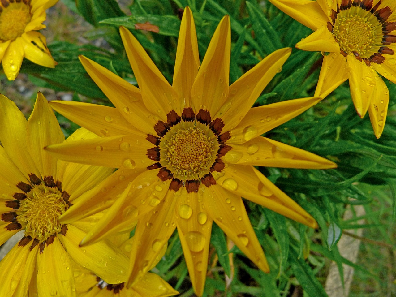 Flowers Coreopsis Macro - Free photo on Pixabay