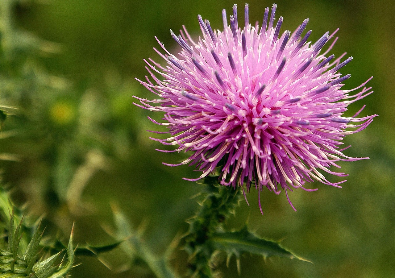 Thistle Lanceolate Flower Nature Free Photo On Pixabay Pixabay