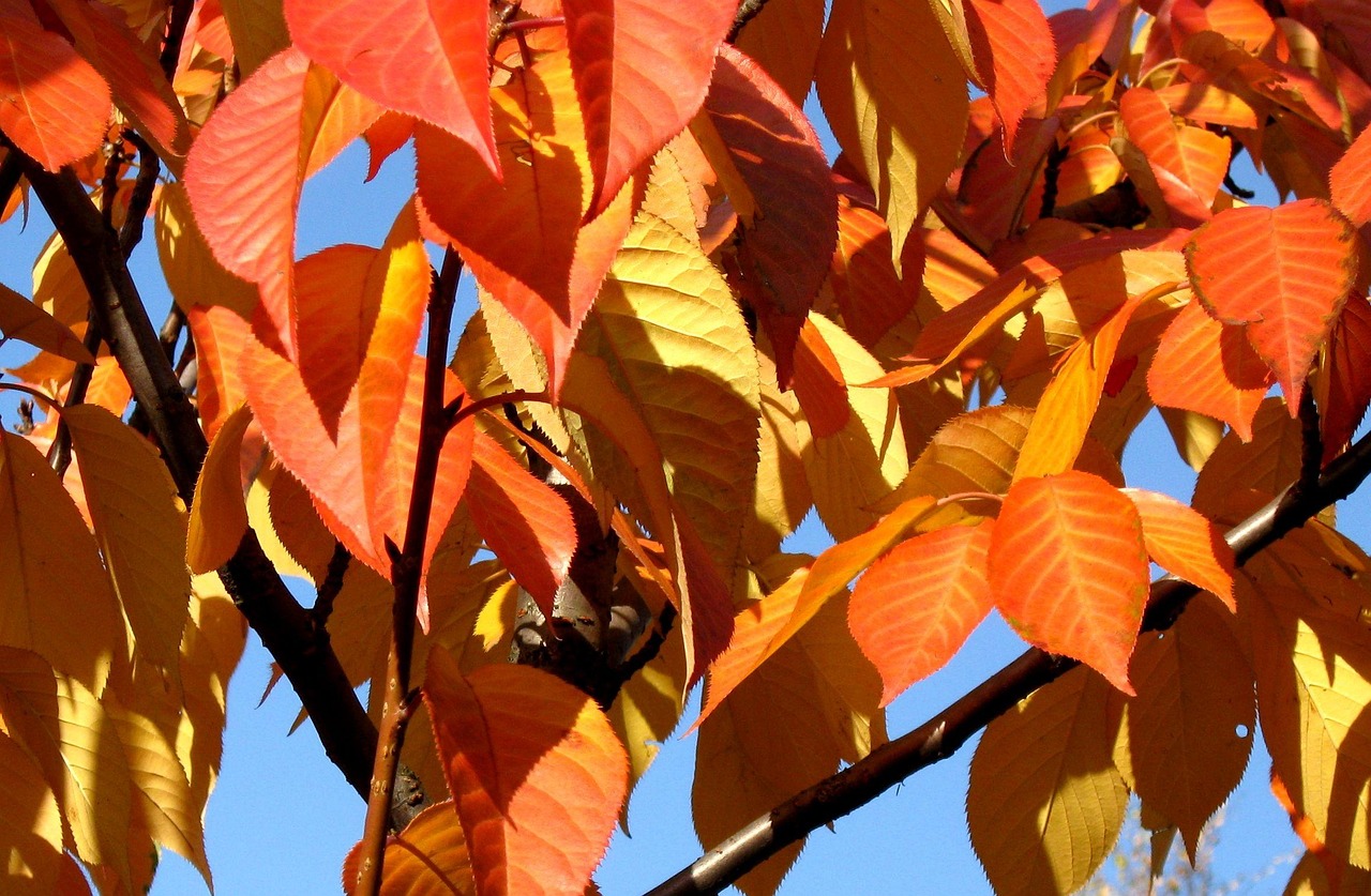 Automne Feuilles Ciel - Photo gratuite sur Pixabay - Pixabay