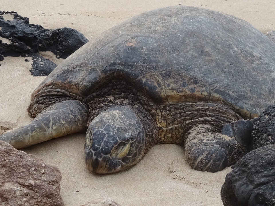 Tortoise Sea Creatures Animal - Free photo on Pixabay - Pixabay