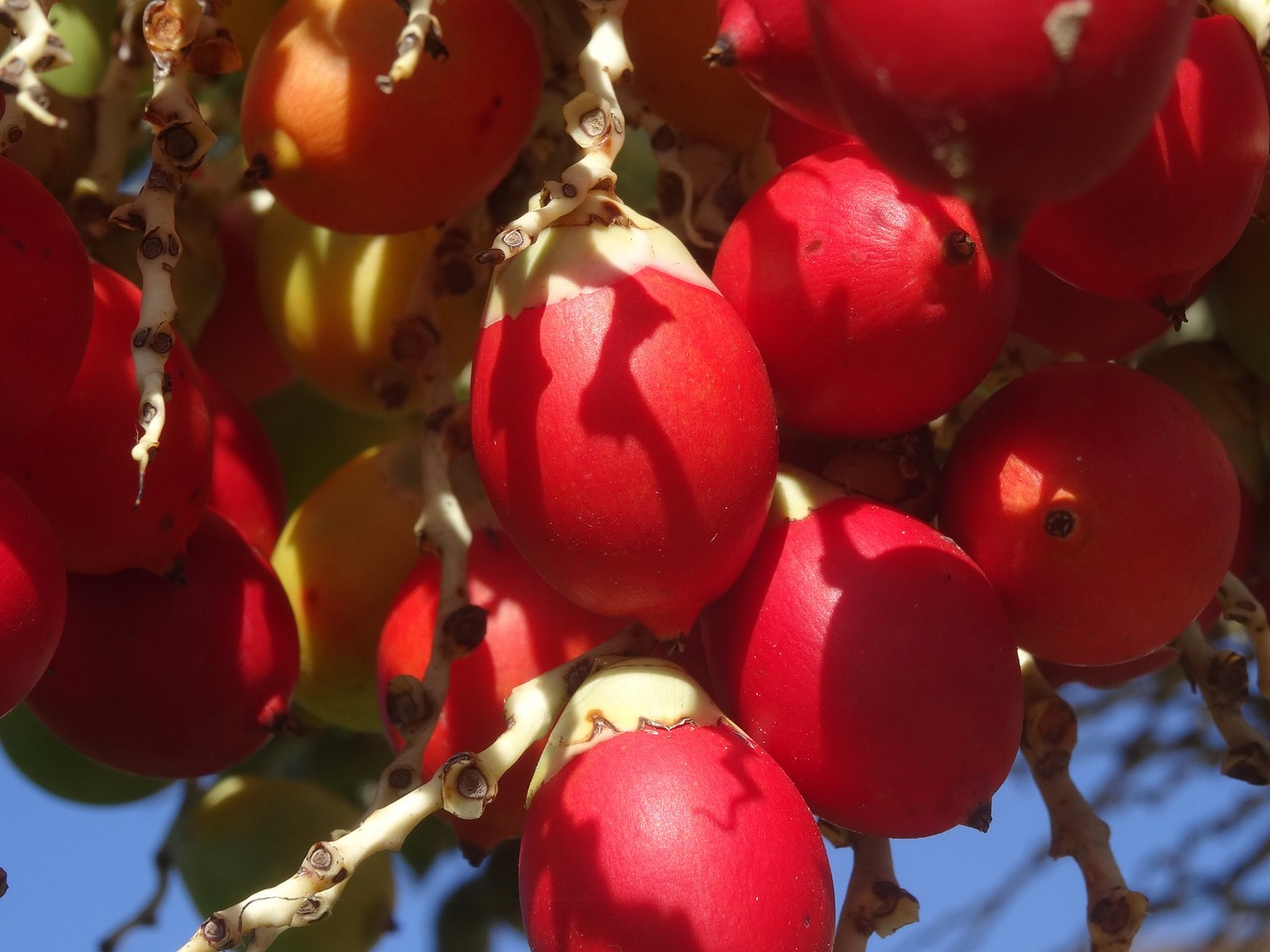 10,000+ Free Date-Palm & Date Palm Images - Pixabay