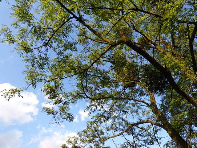 Tree Leaves Branches - Free photo on Pixabay - Pixabay